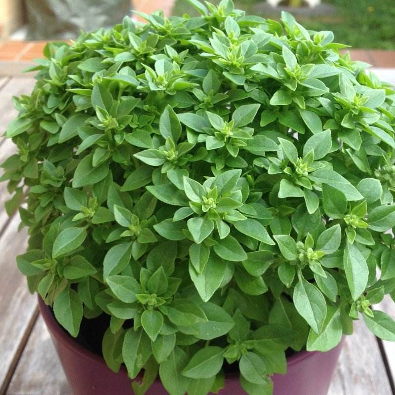 Albahaca | Blog de Marihuana El Cogollo